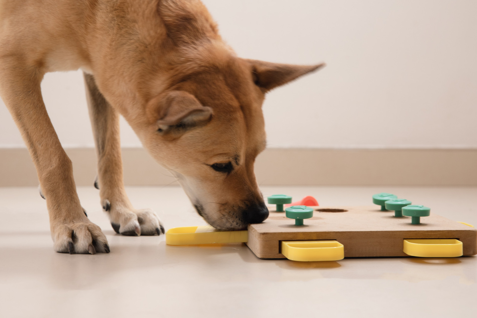 Animals with better memories than humans