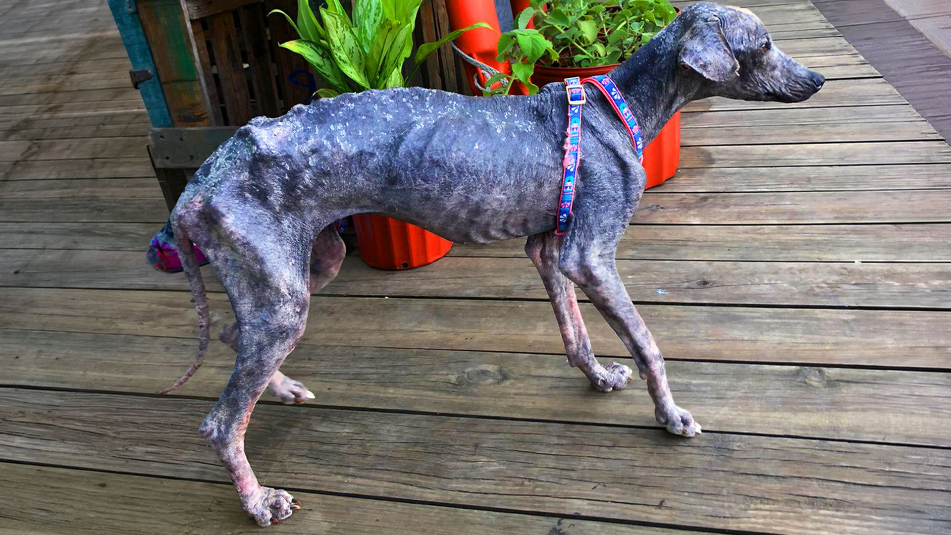 She met a dying stray dog on vacation — and never lost hope