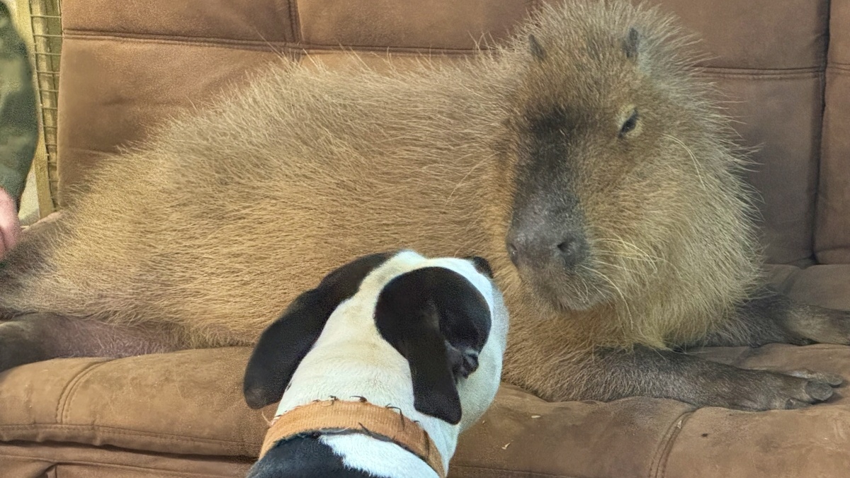 Este adorable capibara escapó 7 veces para dormir con los perros en un ...
