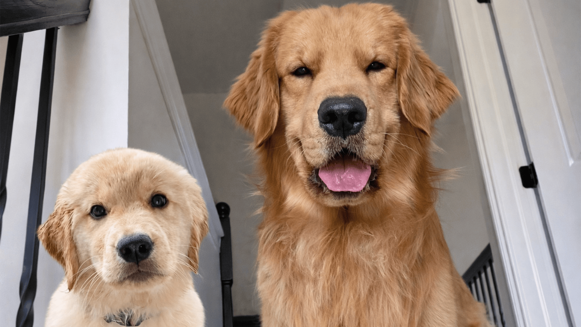 My dog hosts a puppy sleepover