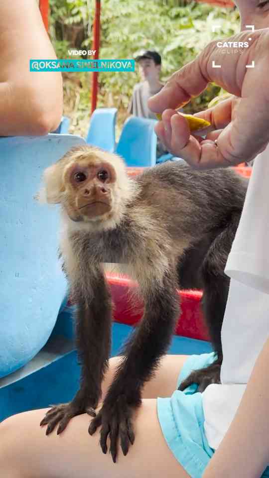 Sweet moment monkey climbs onto girl’s lap