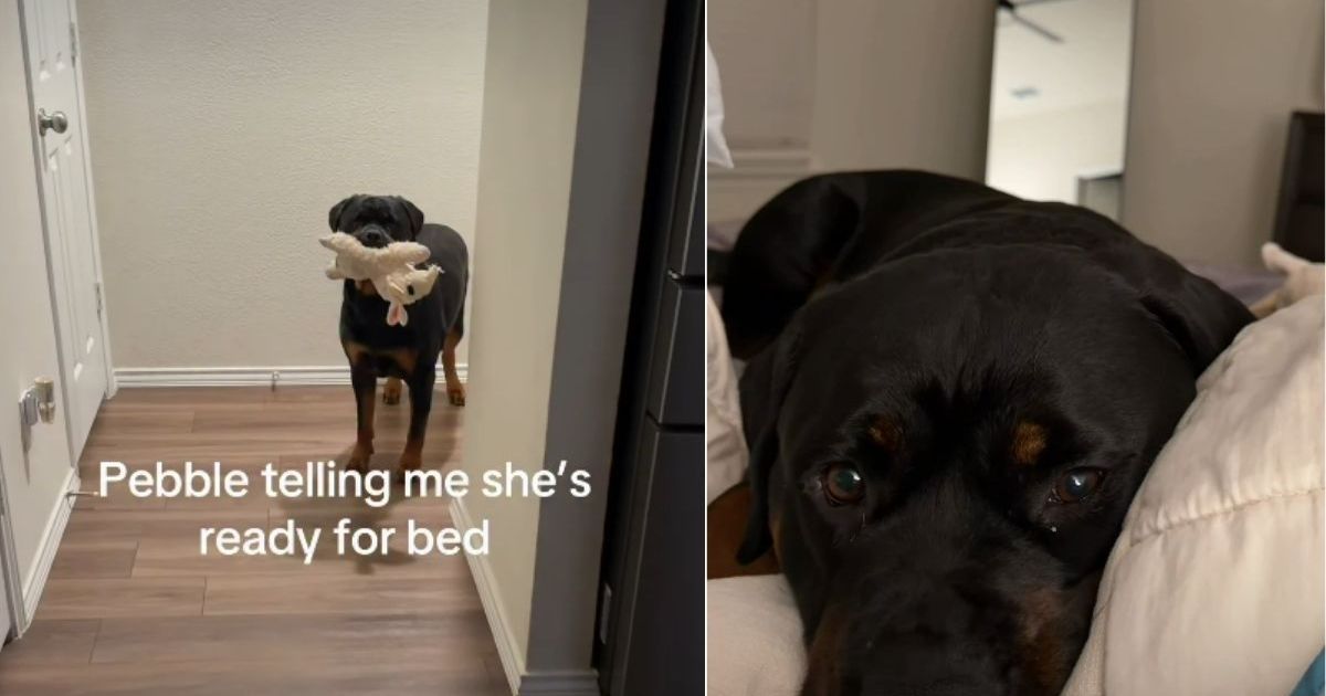 Rottweiler has a unique way of signaling she's ready for bed