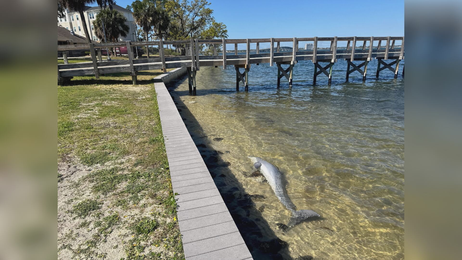 Florida Panhandle Marine Institute: Red tide toxin found in dead dolphins