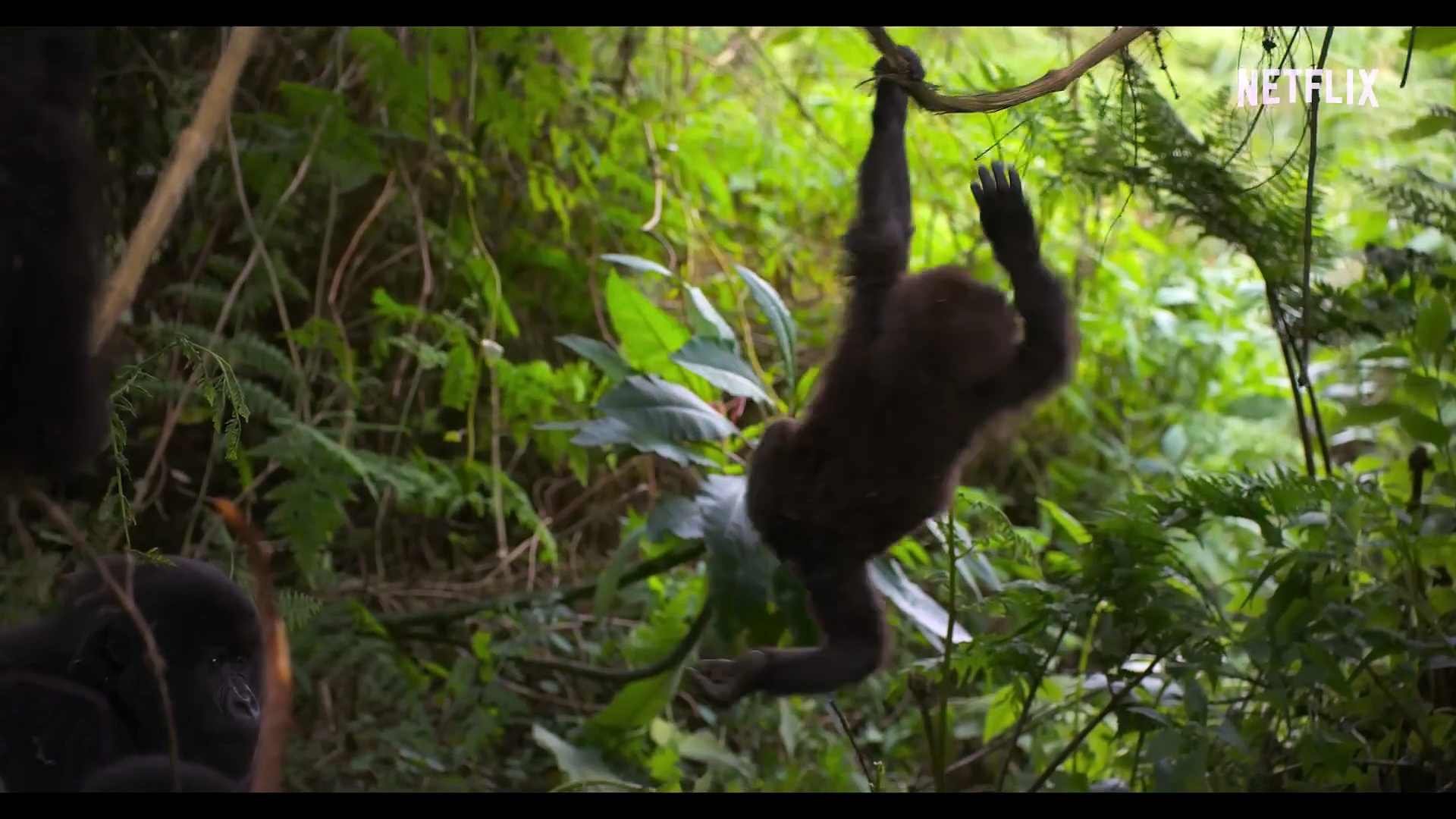 A Gorilla Story: Told by David Attenborough - Official trailer Netflix