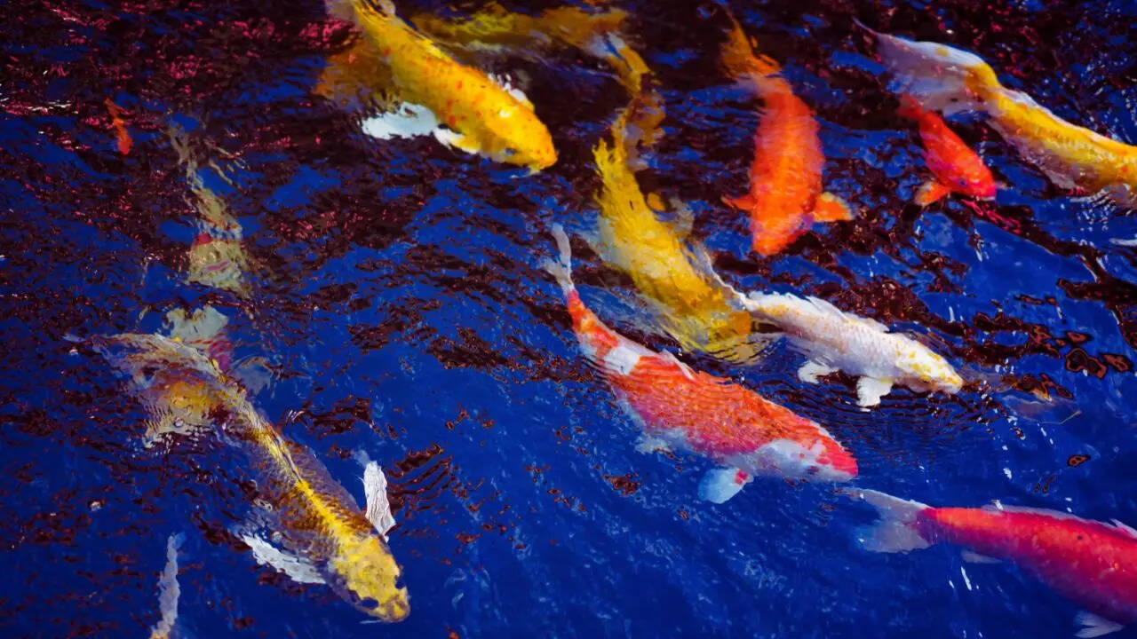 5 vastu-approved paintings of fish you should have in your home to ...