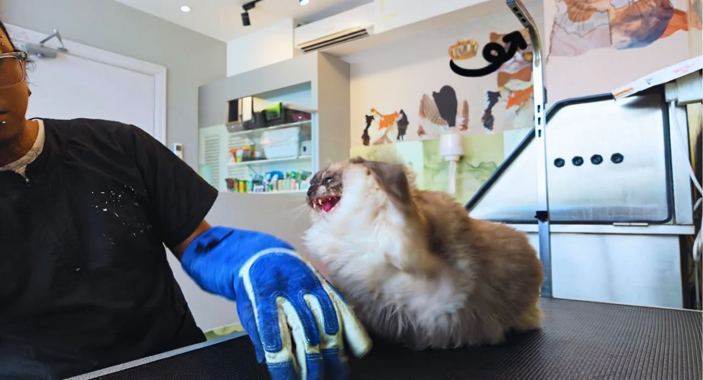Luna the aggressive Persian-Himalayan 😼