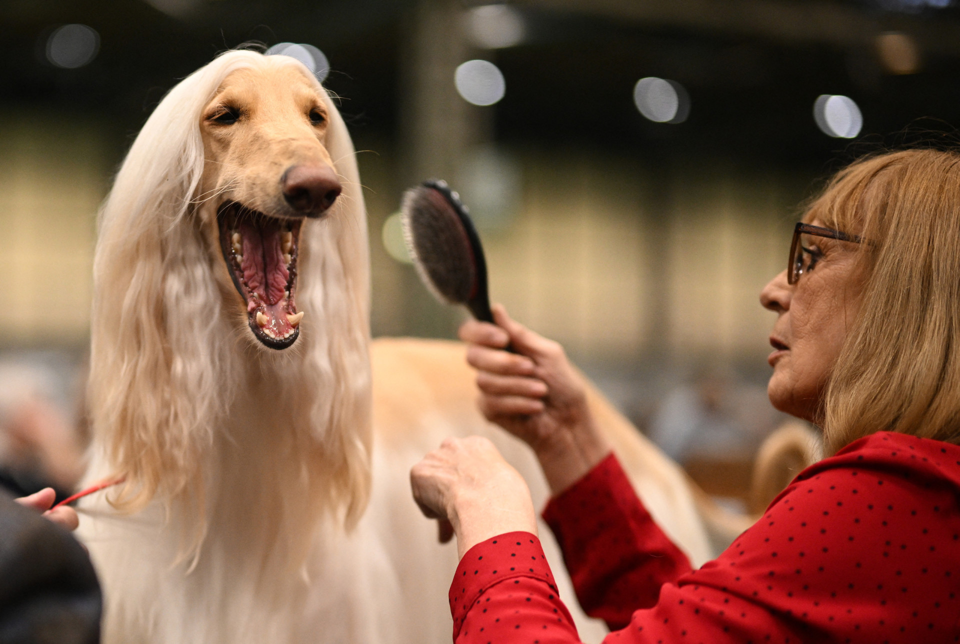 How smart is your dog? This breed intelligence ranking will tell