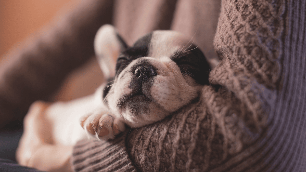 Tell me how your dog sleeps and I'll tell you how happy he is by your side