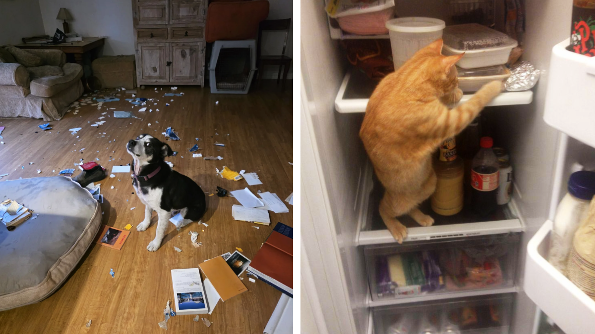 20 animals that were caught doing something they shouldn’t