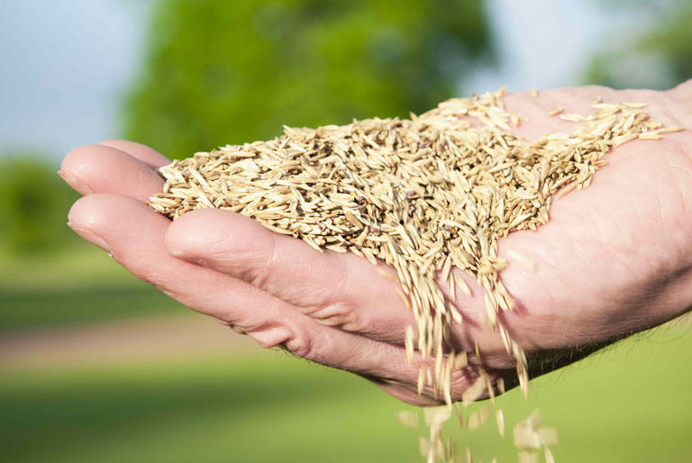 How long does it take grass seed to grow? Plus, how to speed it up