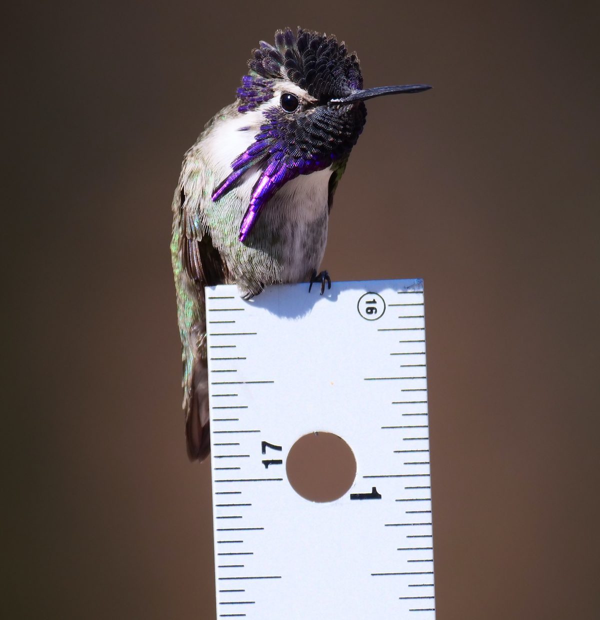 15 hilariously funny hummingbird photos