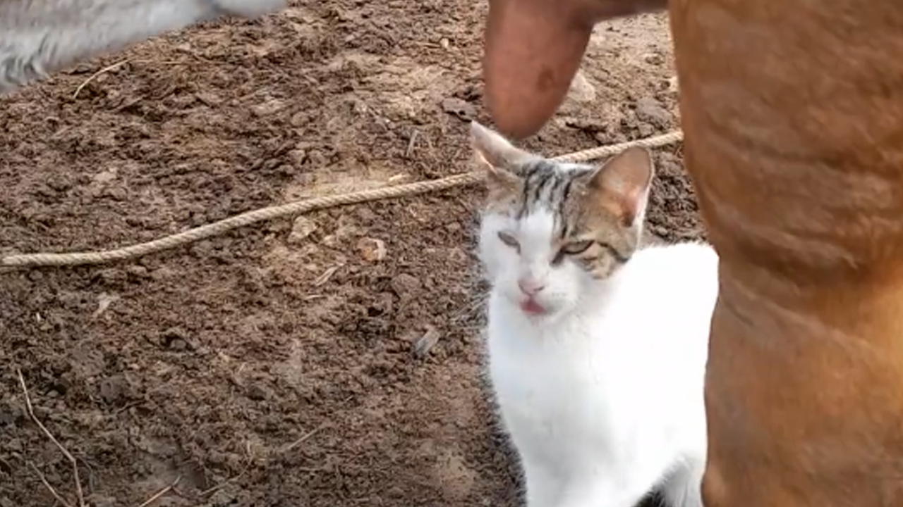 Kitten wants cow’s milk