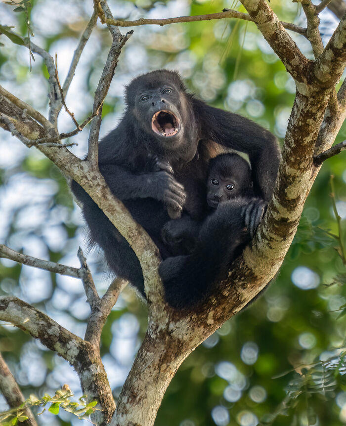 30 powerful wildlife photos that show the beauty of life on Earth