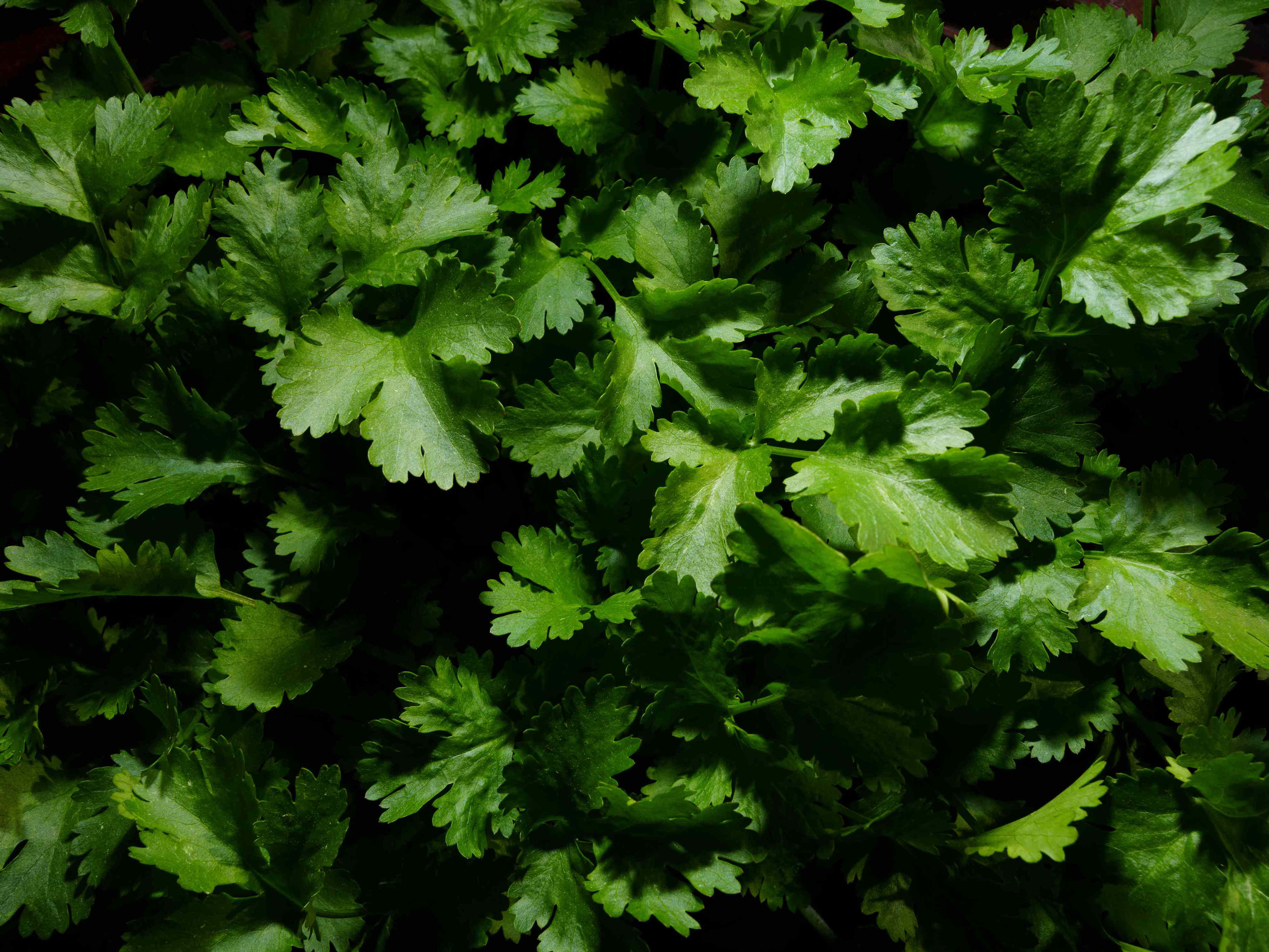 Why does cilantro taste like soap to some people—and can you fix it?