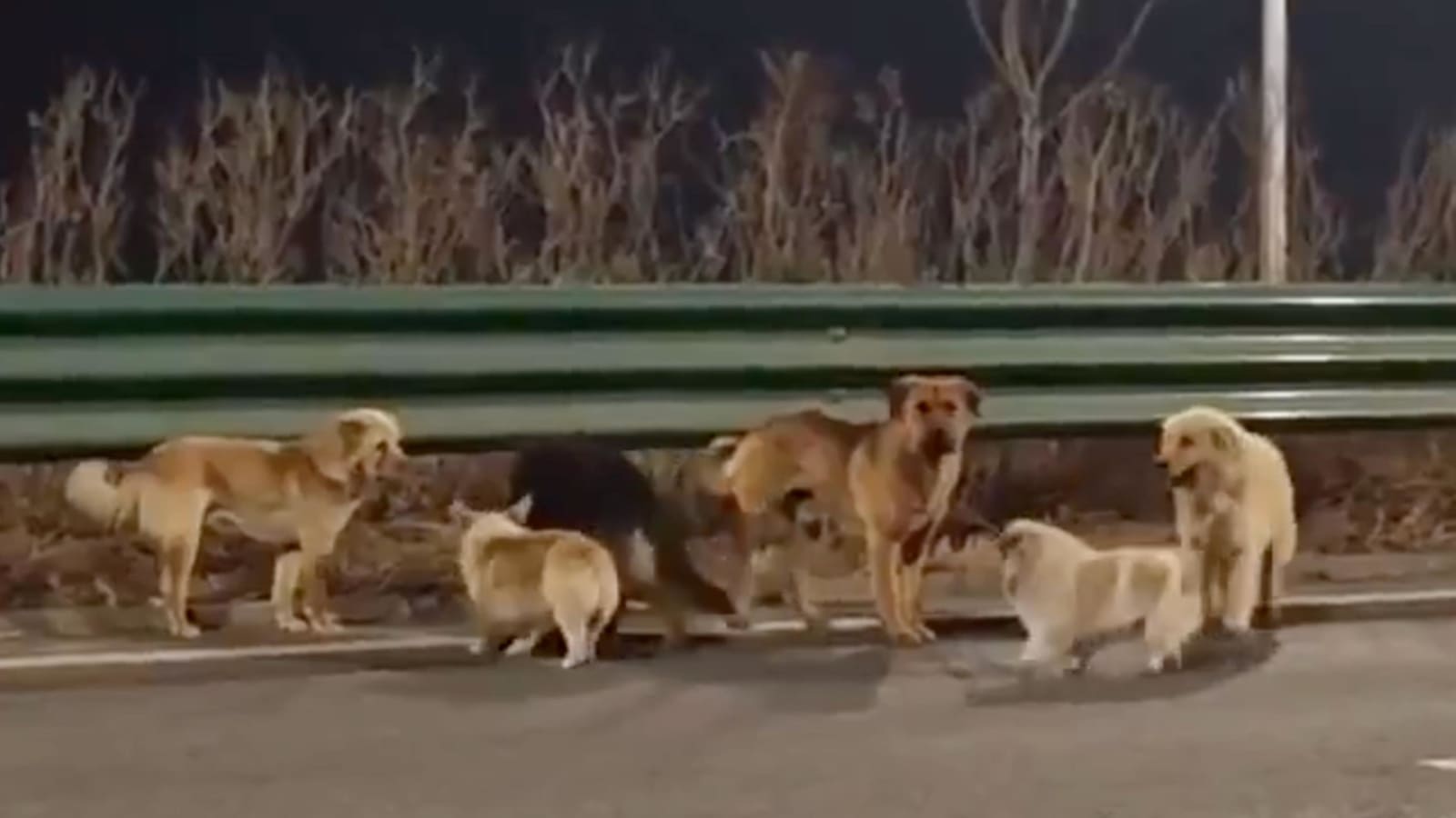 Seven dogs escape thieves and trek 17km together to find their way back ...