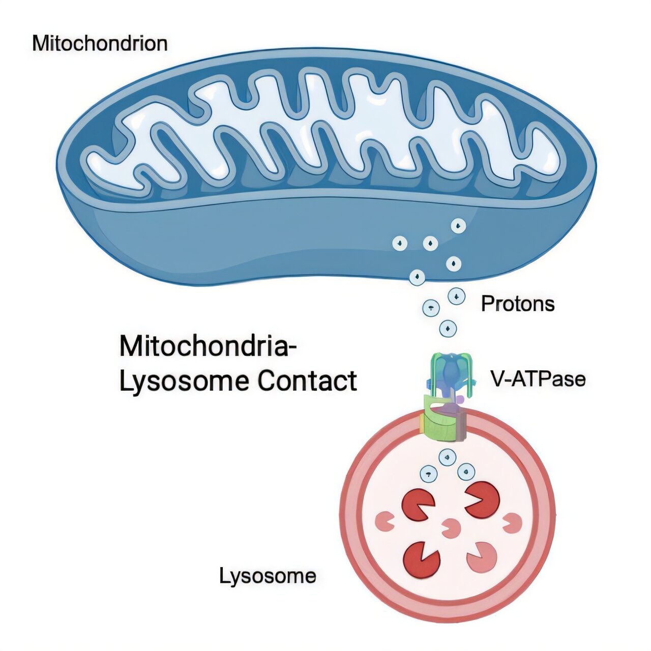 Study reshapes understanding of interaction between organelles in ...