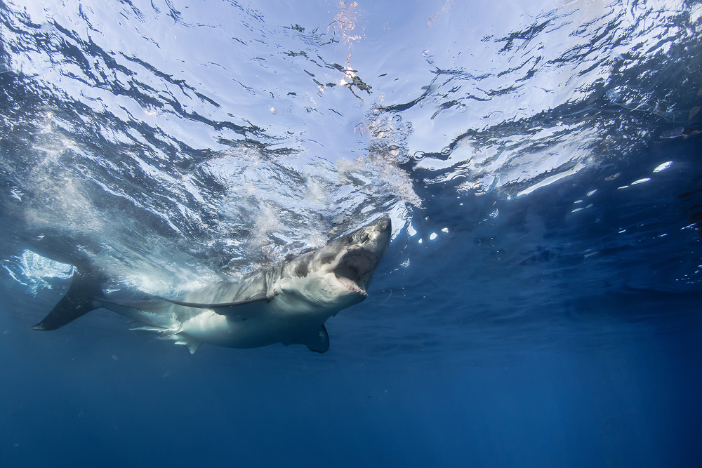 A great white shark keeps pinging off Florida’s Gulf coast