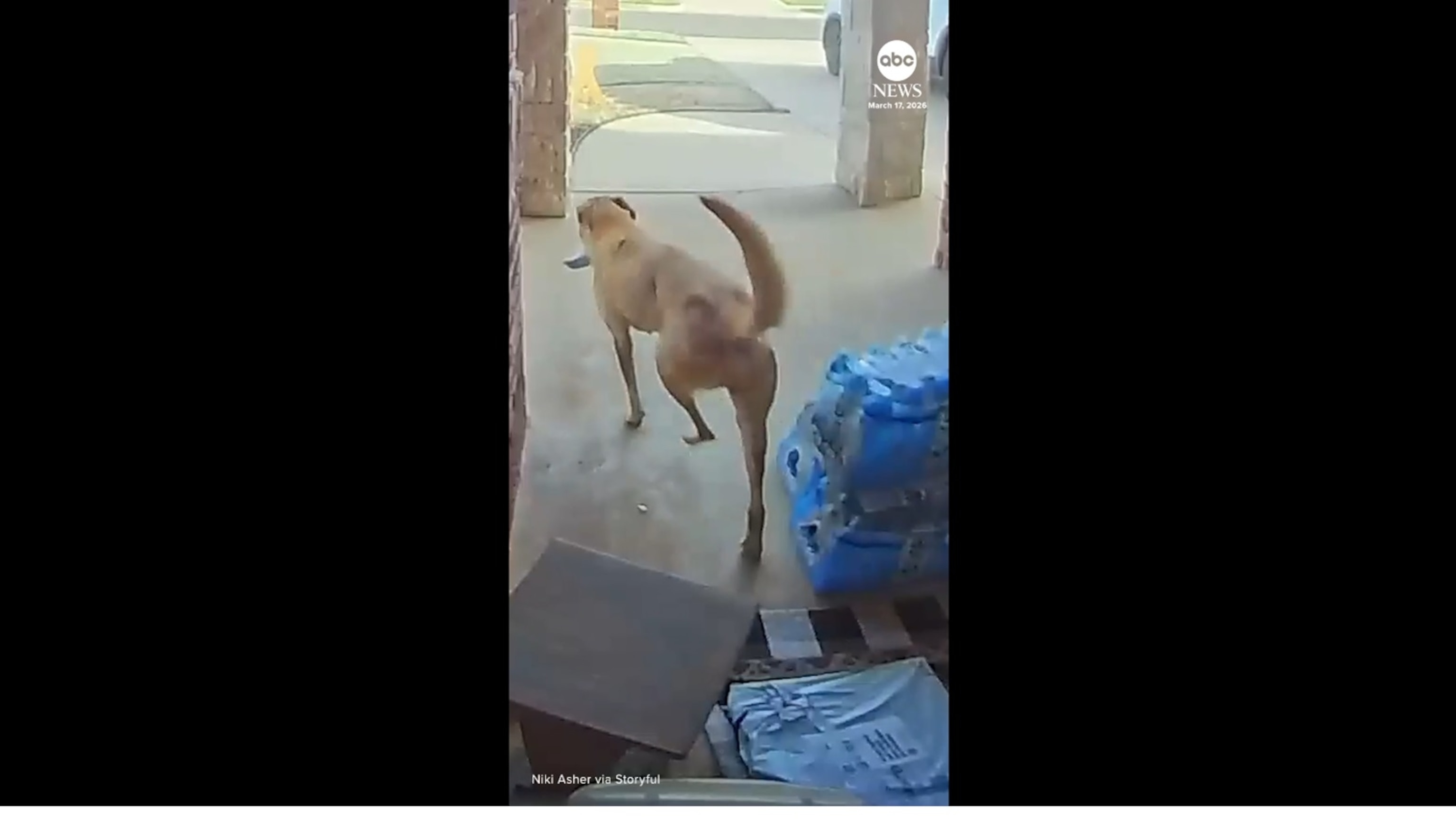 Home security footage captured the moment a dog swiped a couple of ...
