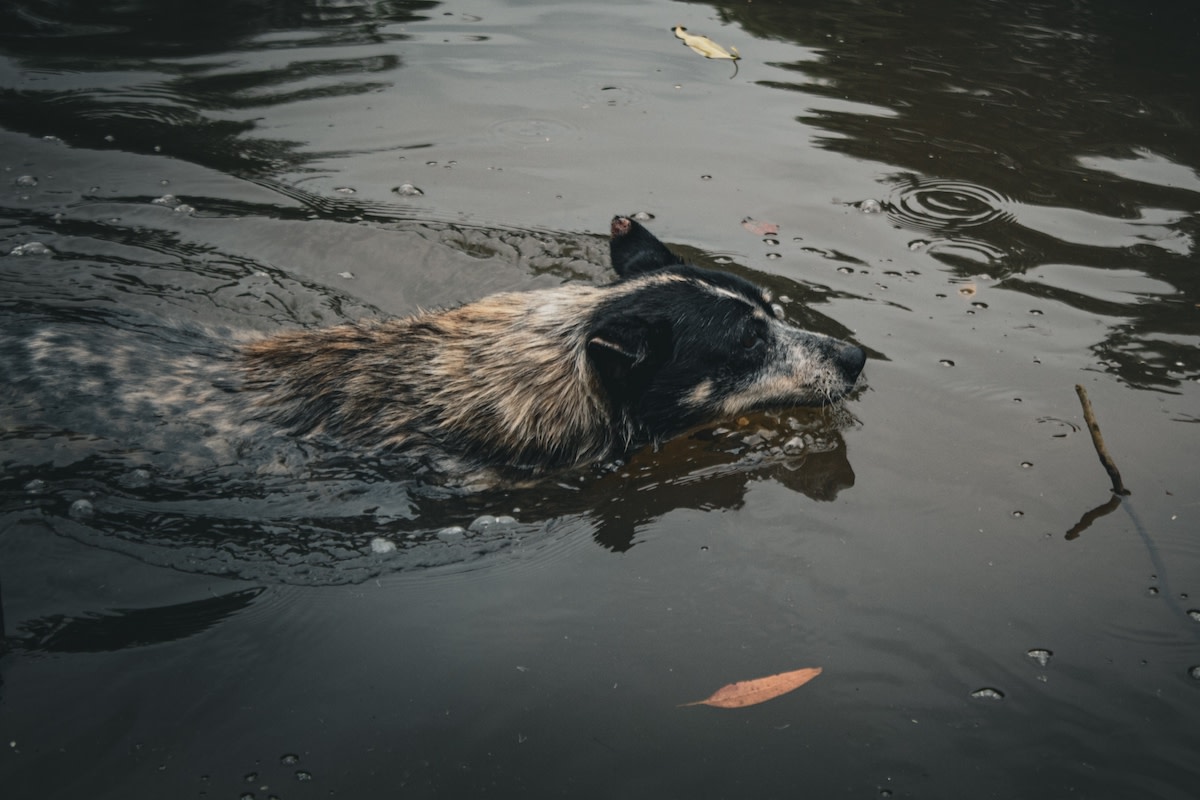 Stranded dogs swim to rescuers on paddle boards during Hawaii's ...
