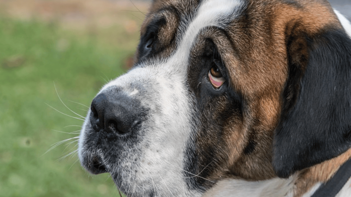 Gentle giants: 9 big dog breeds that are incredibly calm and relaxed