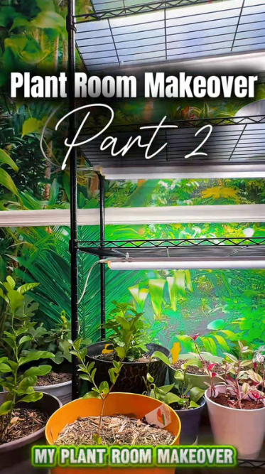 Plant room makeover ideas indoor design tips and insights