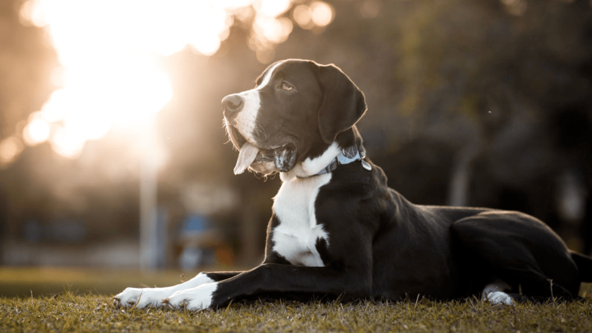 Gentle giants: 9 big dog breeds that are incredibly calm and relaxed