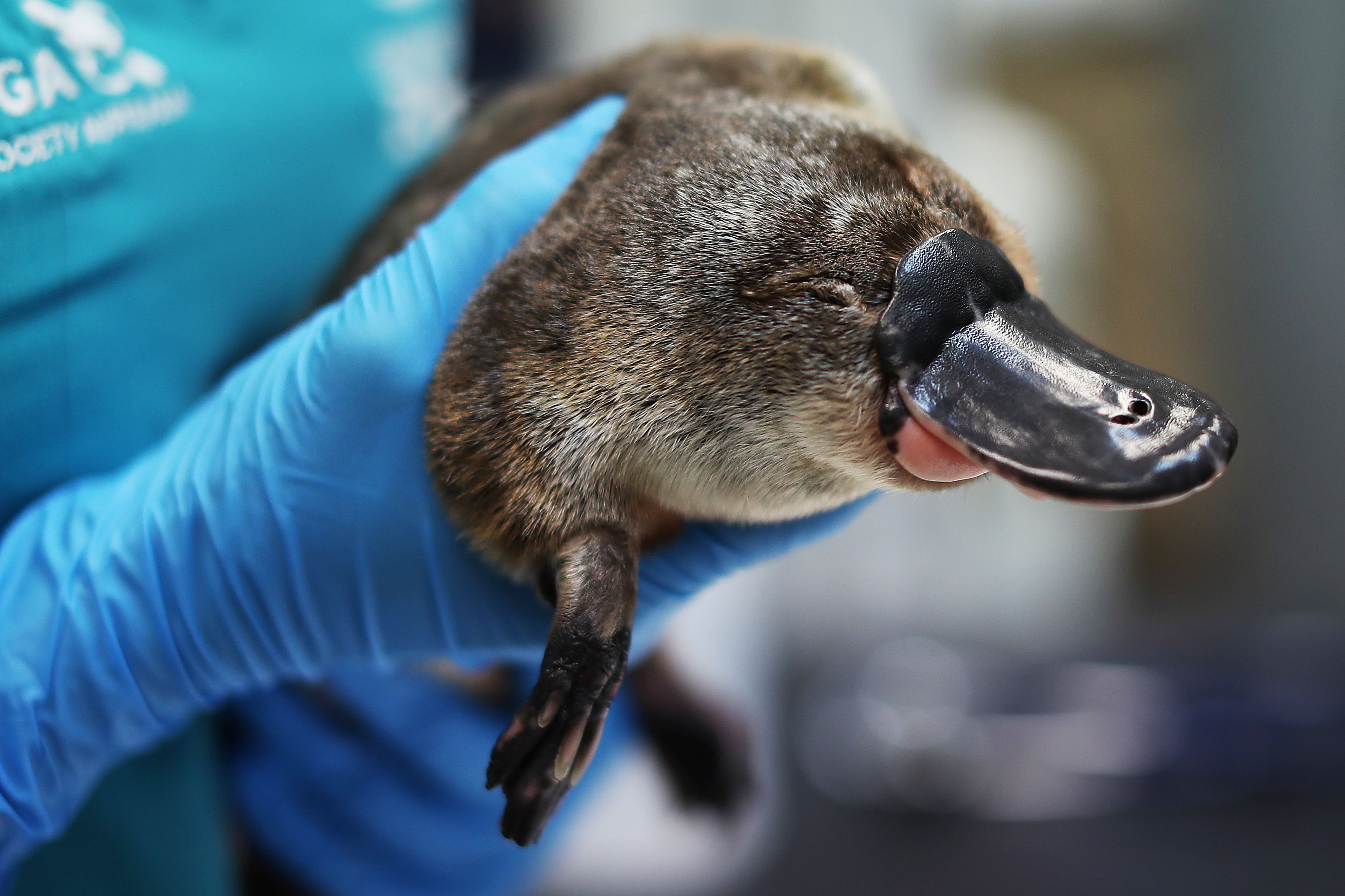 Platypus hair shares a puzzling feature with bird feathers, adding to ...