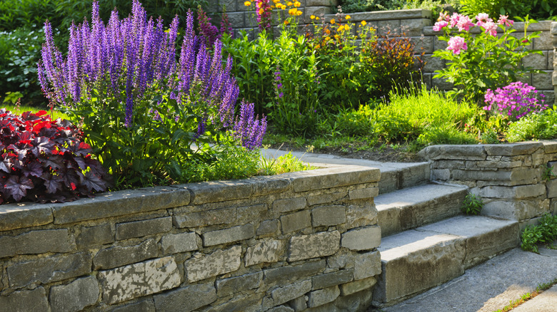 The pretty purple flowering plant that turns your retaining wall into a ...