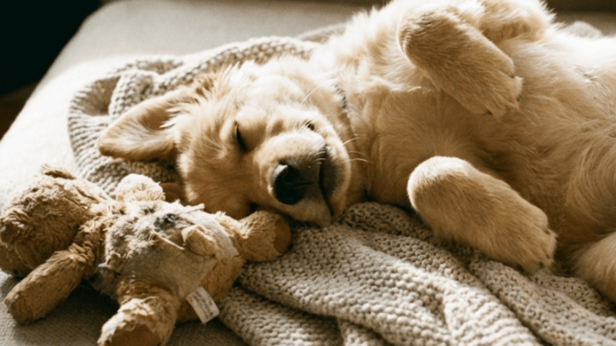 Tell me how your dog sleeps and I'll tell you how happy he is by your side