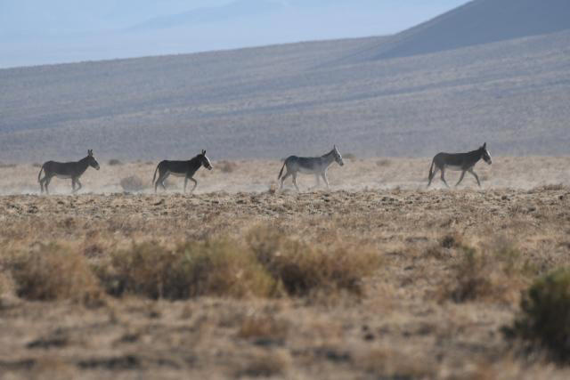 BLM organizing wild burro gather near Beatty