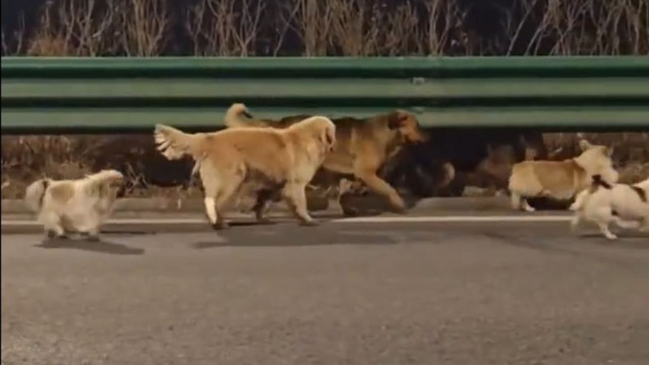 Viral video of ‘Seven Stolen Dogs of China’ and their brave journey ...