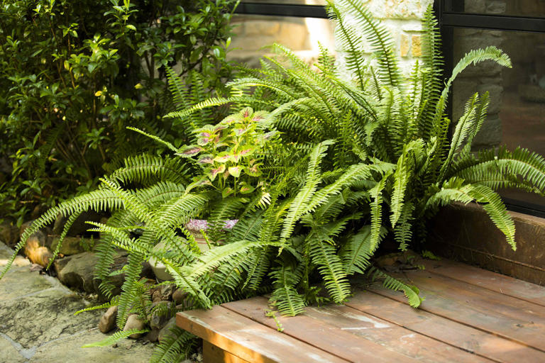 How to fertilize ferns for lush, green growth all season long