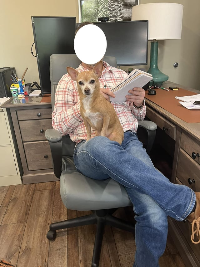 22 cute pics of corporate canines crushing their KPIs