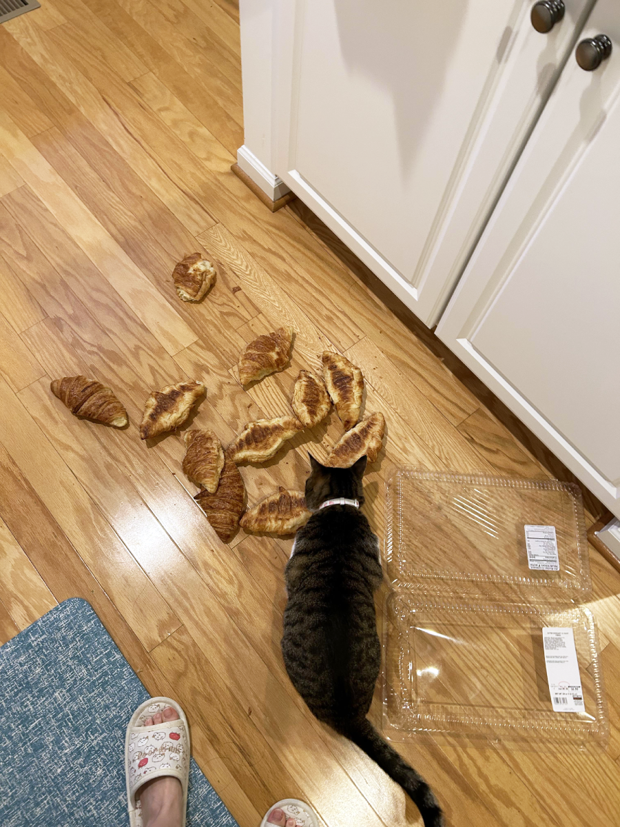 20 animals that were caught doing something they shouldn’t