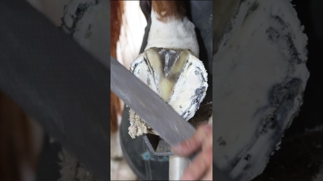 Smoothing the hoof