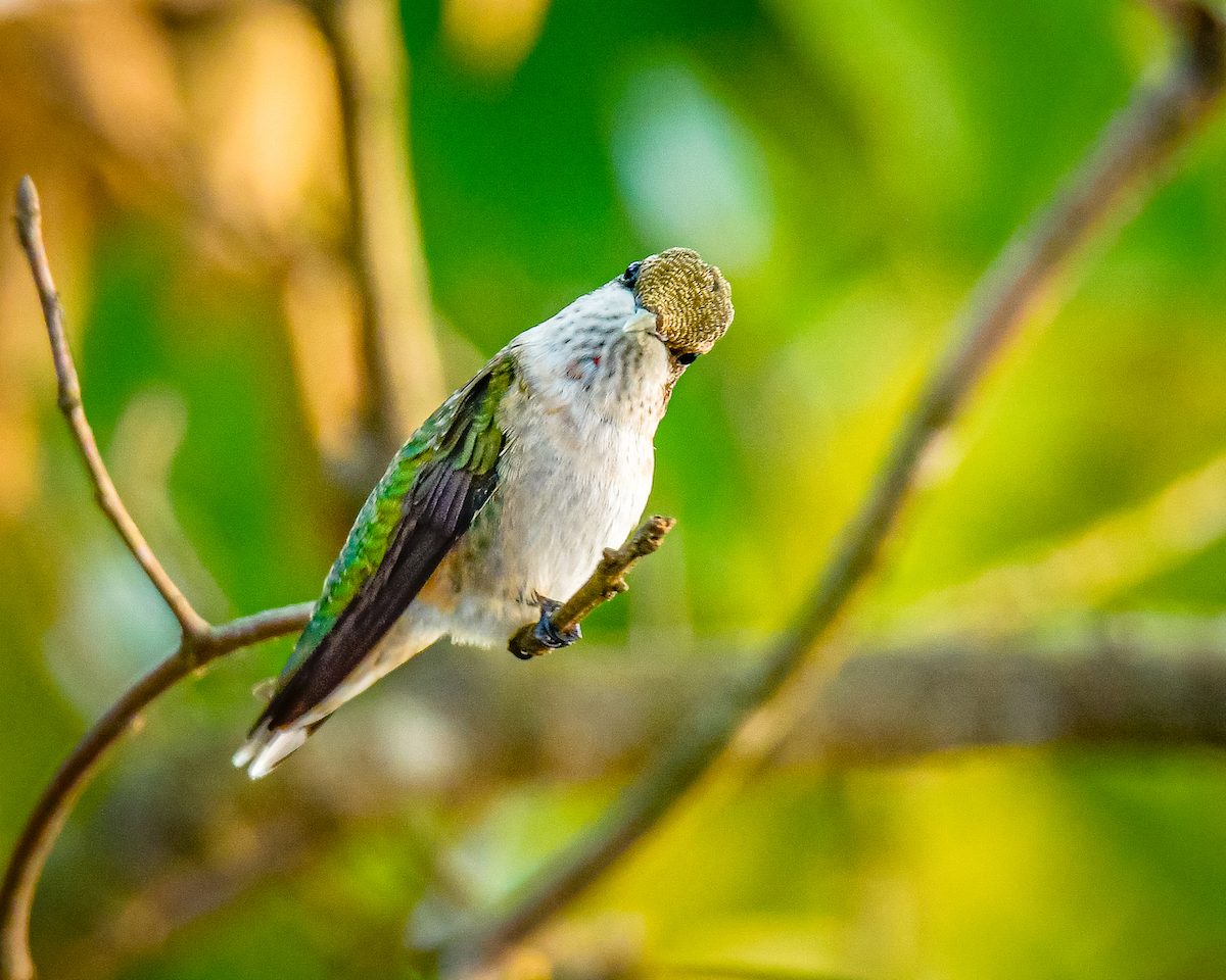 15 hilariously funny hummingbird photos