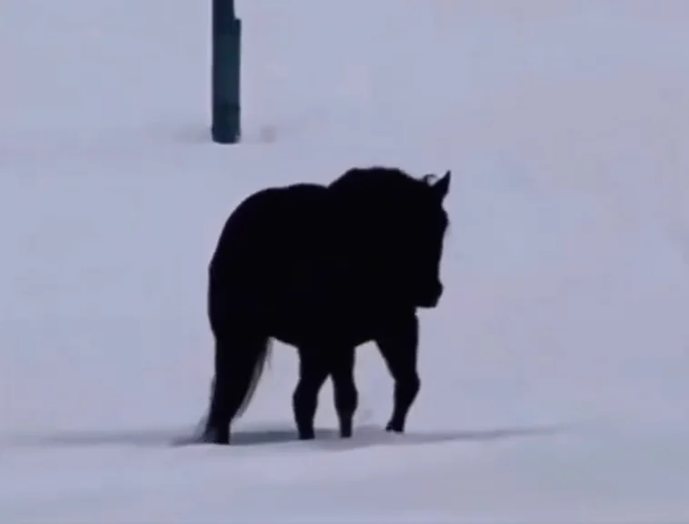 Ilusão de ótica deixa espectadores confusos sobre a direção do cavalo