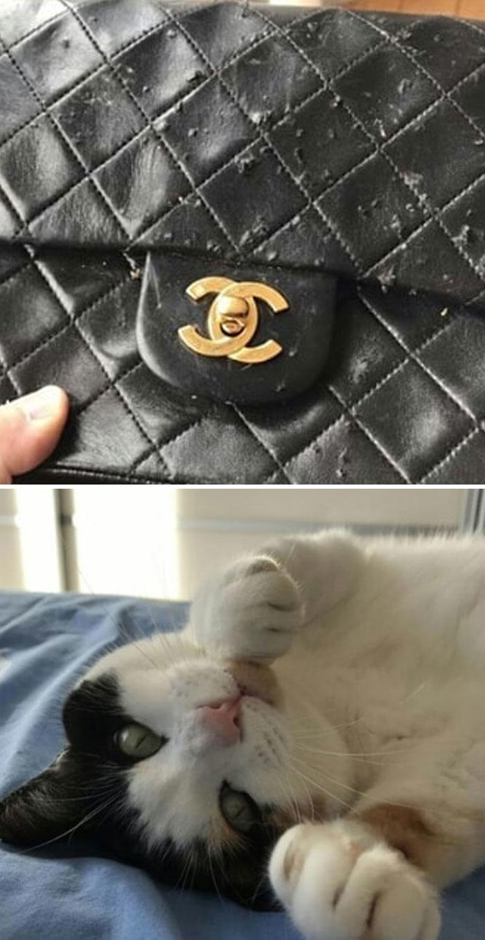 27 cats publicly shamed for their hilariously horrible crimes
