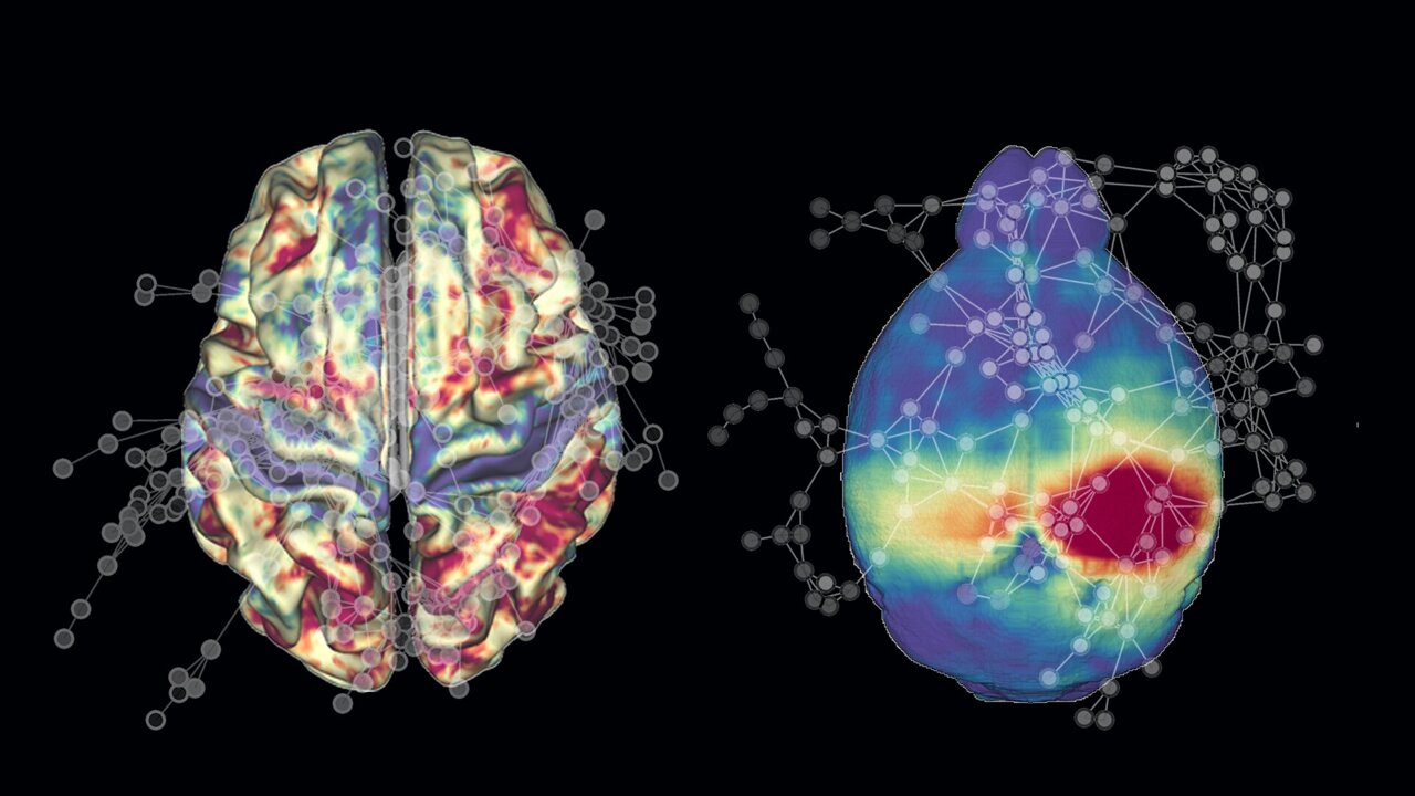 To shed light on how the human brain ages, study reveals new insights ...