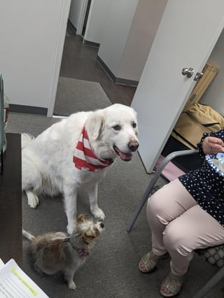 22 cute pics of corporate canines crushing their KPIs
