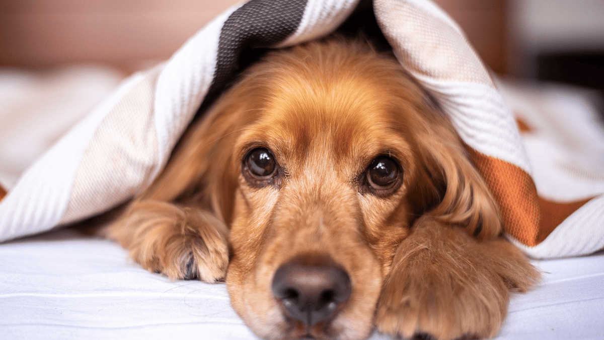 Your dog waits for you like this while you're gone: 5 signs he's ...
