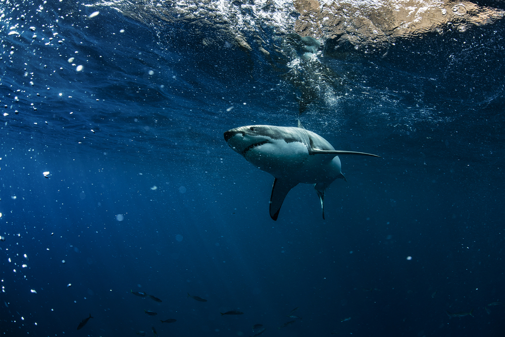 A great white shark keeps pinging off Florida’s Gulf coast