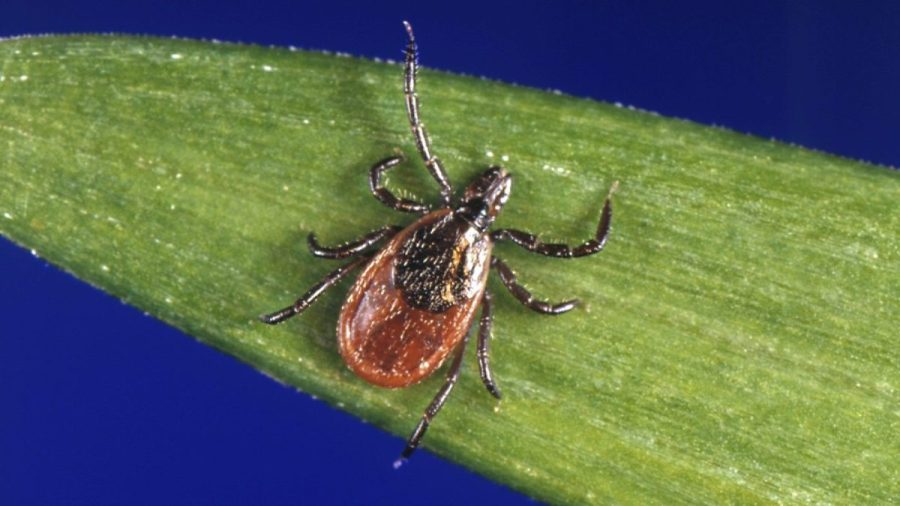 Tick bites causing highest rate of ER visits in a decade: CDC