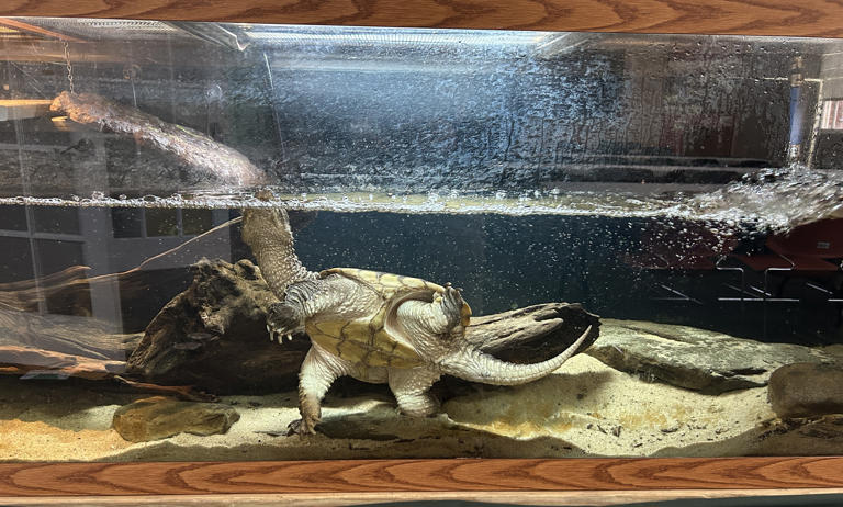 'Snaps' the turtle takes over the visitor center at Peebles Island ...