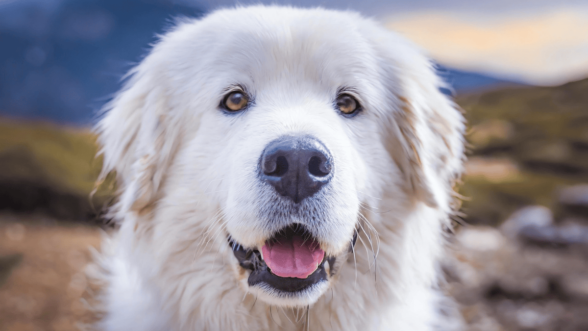Gentle giants: 9 big dog breeds that are incredibly calm and relaxed