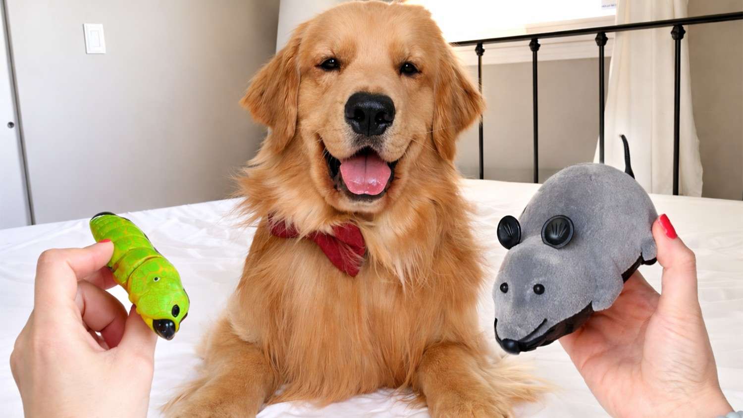 My dog meets a giant mouse