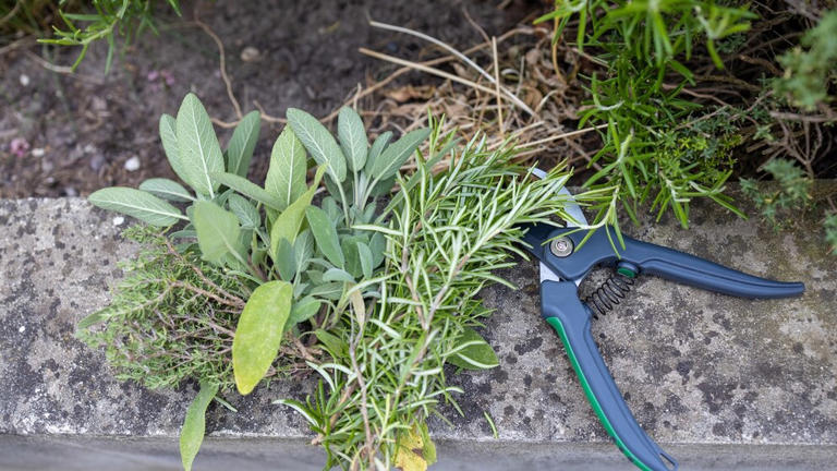 How to keep cut herbs fresh longer