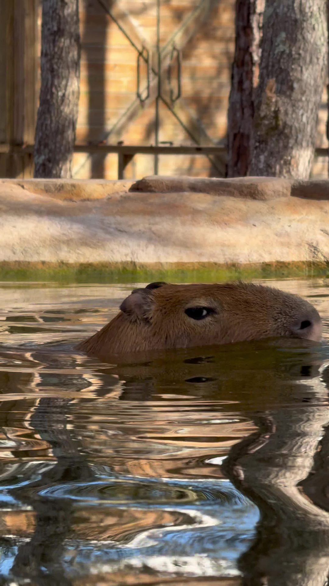 What makes this capybara and sheltie video relaxing and stressful
