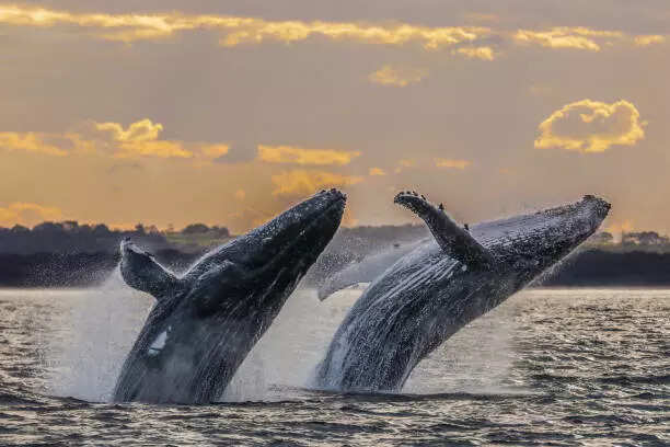 How whale poop quietly supports ocean life and stabilizes Earth’s climate