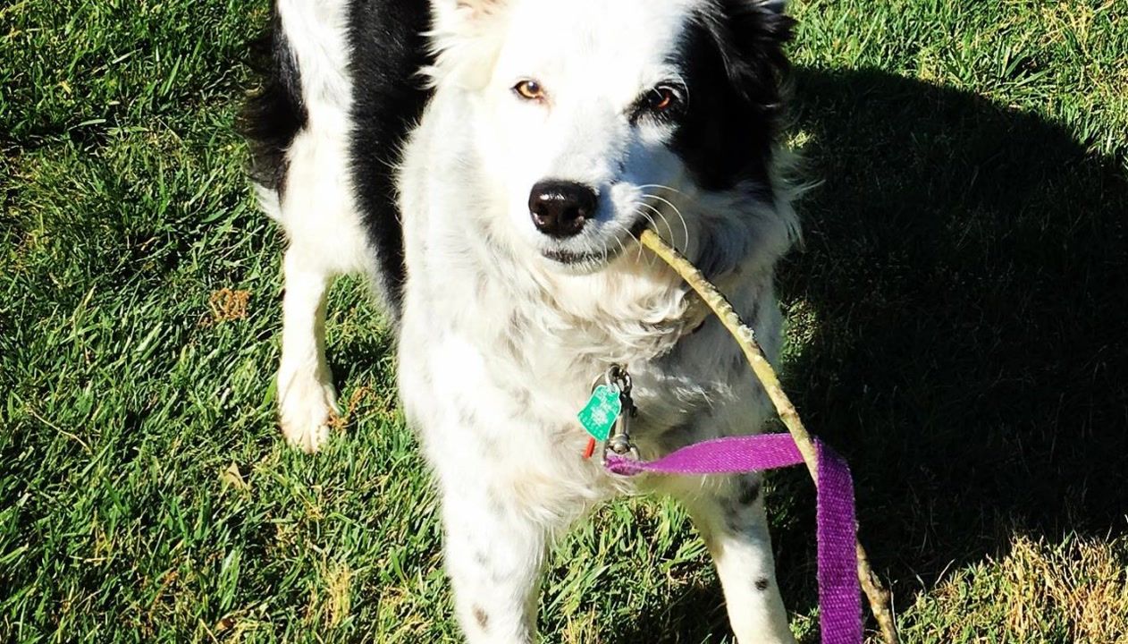 Remember Chaser: The dog with the ‘capabilities of a two-year-old’